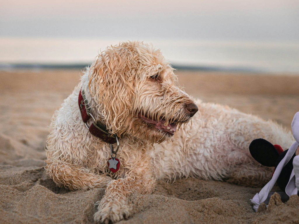 Sparkle Grooming Co. Expands Into Southeast Florida With 29-unit ...